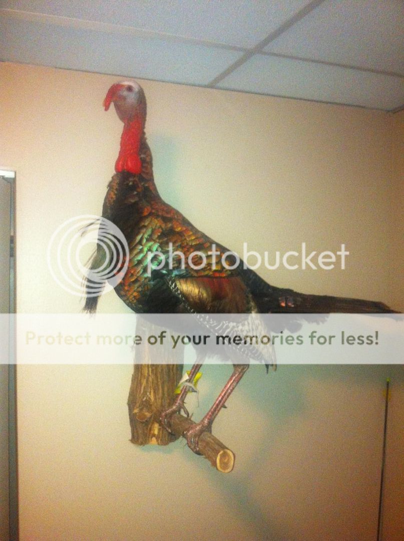 Double Bearded Turkey | The HuntingPA.com Outdoor Community