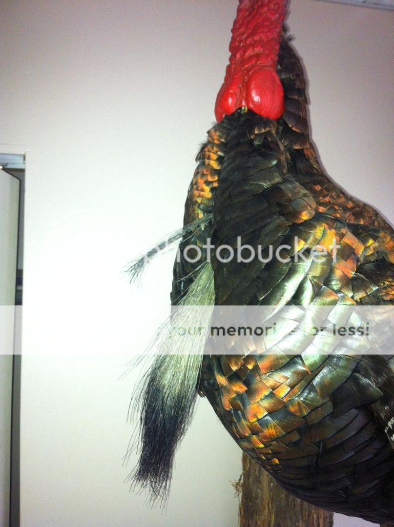 Double Bearded Turkey | The HuntingPA.com Outdoor Community