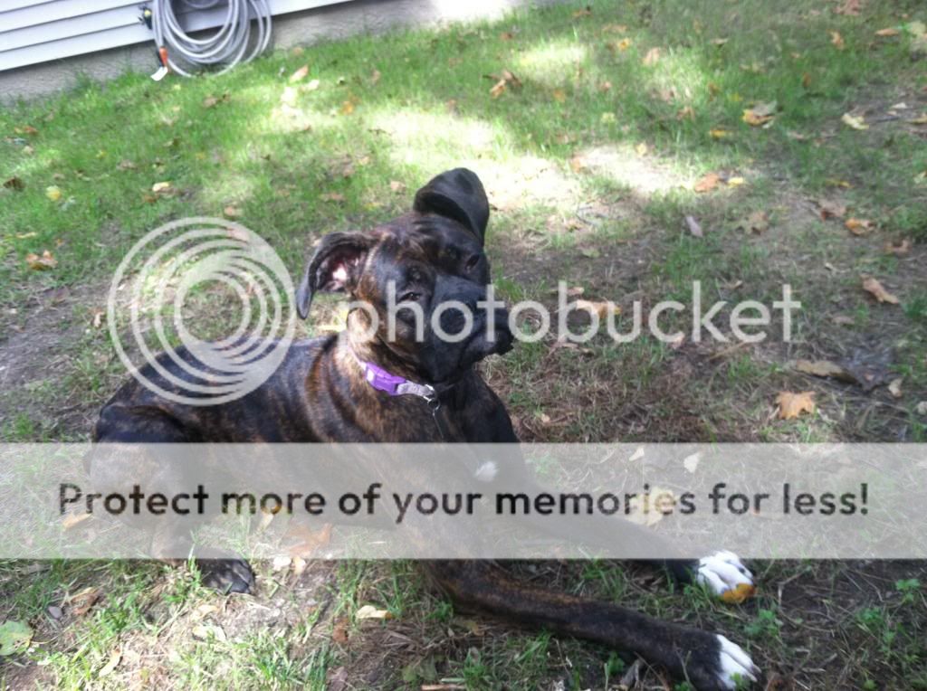 262 Mako repower disc. + fall pics with new ride - CLASSICMAKO Forums