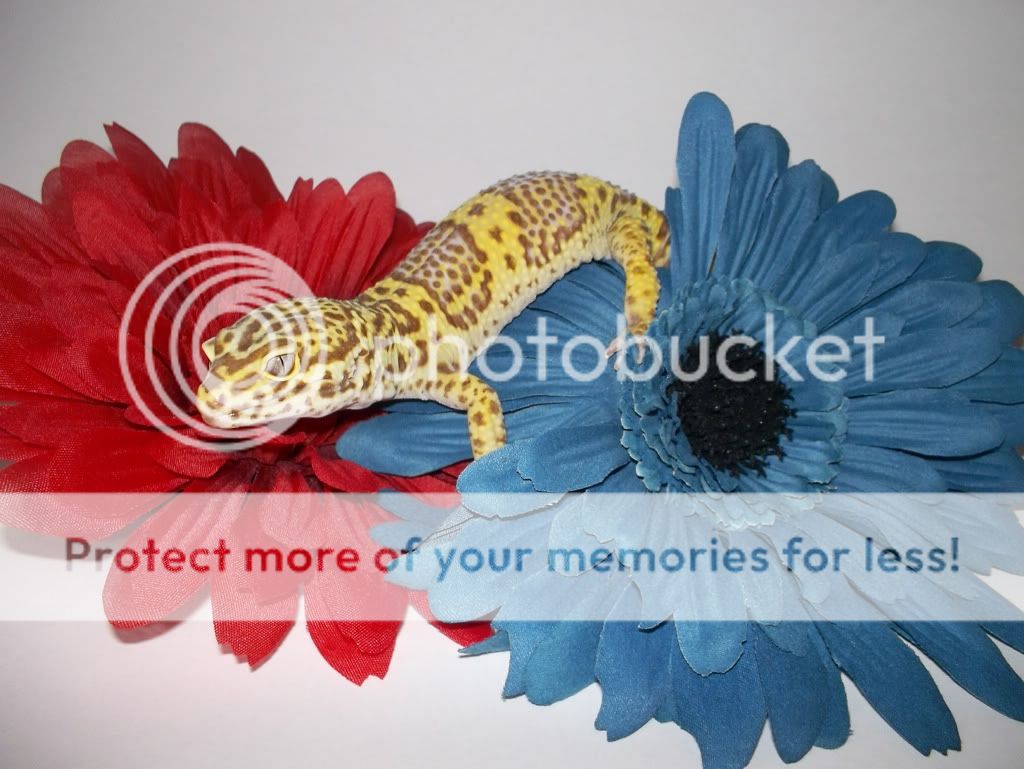 Most Expensive lizard in your collection | Reptile Forums