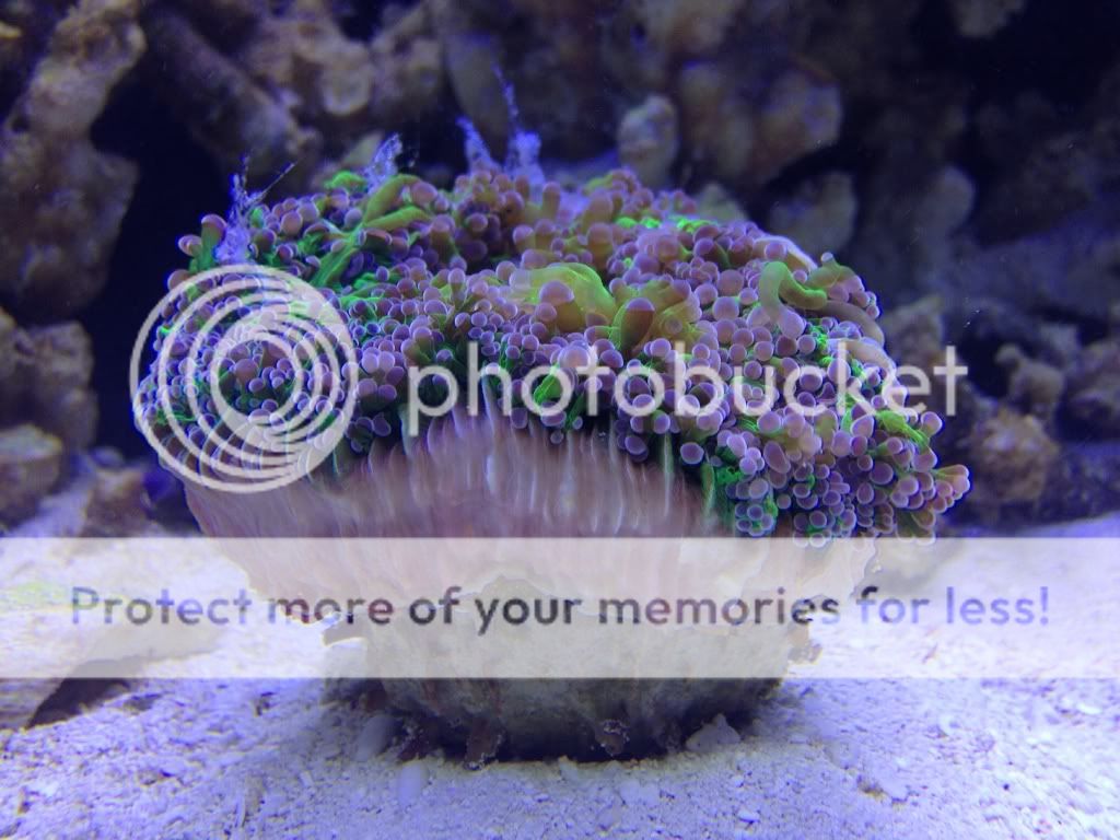 One Polyp Large Frogspawn:) | Reef2Reef