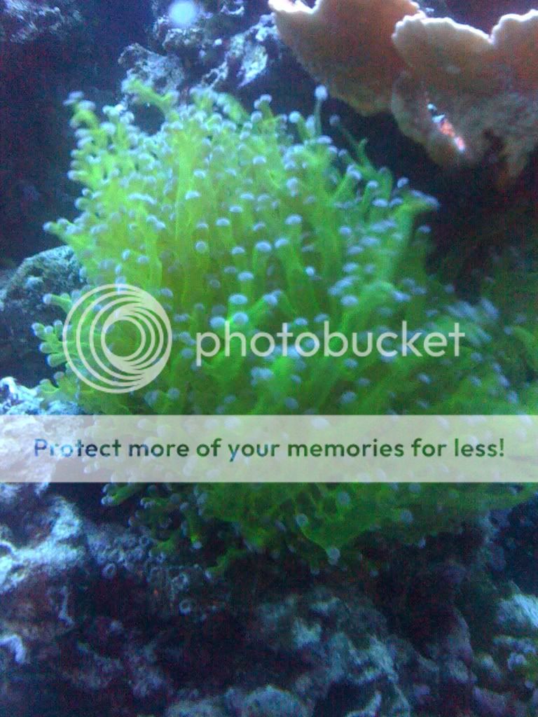 One Polyp Large Frogspawn:) | Reef2Reef